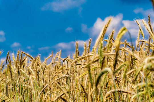 Gertse Bilder – Durchsuchen 33 Archivfotos, Vektorgrafiken und Videos ...