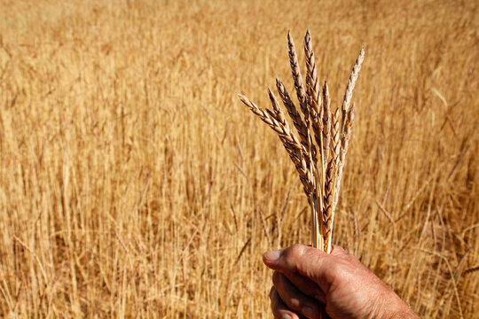 Spelta Bilder – Durchsuchen 1,408 Archivfotos, Vektorgrafiken und ...