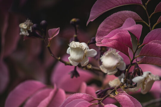 Lecythis Images – Browse 98 Stock Photos, Vectors, and Video | Adobe Stock