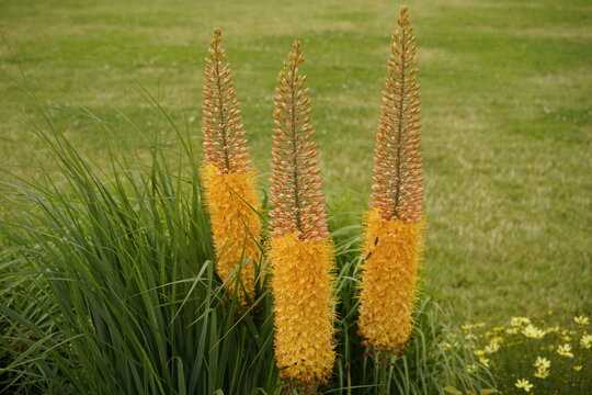 "Eremurus Stenophyllus" Images – Browse 161 Stock Photos, Vectors, and ...