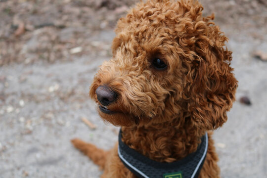 Imágenes de Pudel: descubre bancos de fotos, ilustraciones, vectores y ...