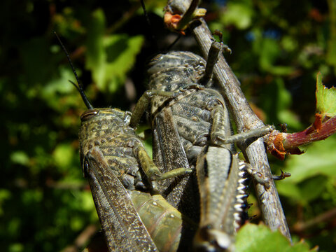 Coïter Images – Parcourir 4,996 le catalogue de photos, vecteurs et ...