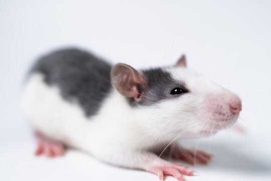 รูปภาพBrachiate – เลือกดูภาพถ่ายสต็อก เวกเตอร์ และวิดีโอ244 | Adobe Stock