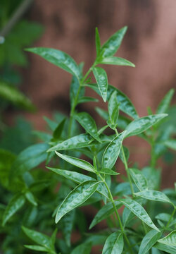 Kalmegh Images – Browse 38 Stock Photos, Vectors, and Video | Adobe Stock