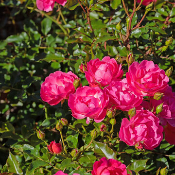 รูปภาพBuschrosen – เลือกดูภาพถ่ายสต็อก เวกเตอร์ และวิดีโอ156 | Adobe Stock