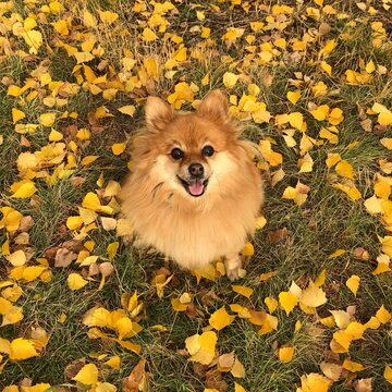 Shpitz Images – Browse 347 Stock Photos, Vectors, and Video | Adobe Stock