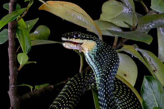 Chrysopelea-Bilder: Stock-Fotos & -Videos. | Adobe Stock