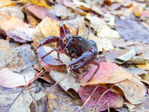 รูปภาพZarigani – เลือกดูภาพถ่ายสต็อก เวกเตอร์ และวิดีโอ738 | Adobe Stock