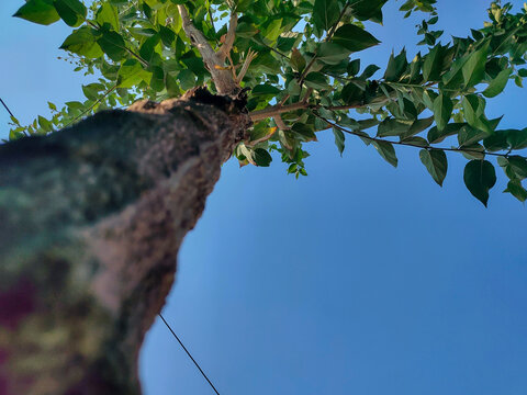 รูปภาพParijat – เลือกดูภาพถ่ายสต็อก เวกเตอร์ และวิดีโอ711 | Adobe Stock