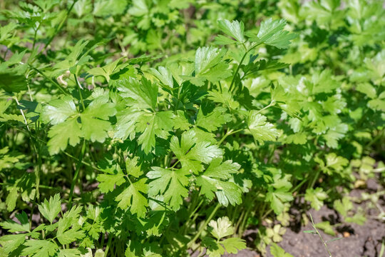 Imágenes de Pursley: descubre bancos de fotos, ilustraciones, vectores ...