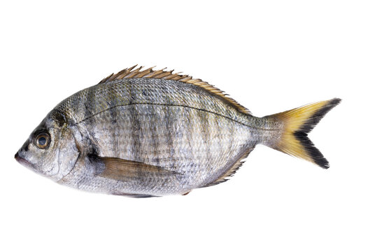 "Dorade Box"-Bilder: Stock-Fotos & -Videos. | Adobe Stock