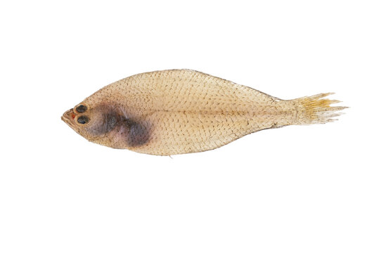 「Limande」の写真素材 | 91件の無料イラスト画像 | Adobe Stock