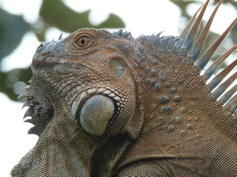 รูปภาพAcrodonta – เลือกดูภาพถ่ายสต็อก เวกเตอร์ และวิดีโอ11,557 | Adobe ...