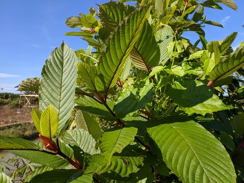 รูปภาพKetum – เลือกดูภาพถ่ายสต็อก เวกเตอร์ และวิดีโอ259 | Adobe Stock
