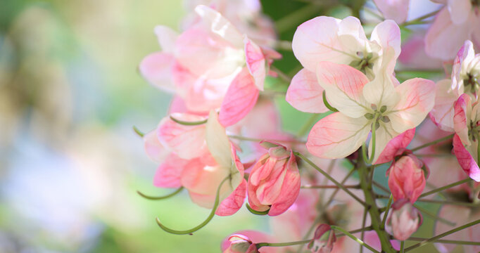 Pimk Bilder – Durchsuchen 297 Archivfotos, Vektorgrafiken und Videos ...