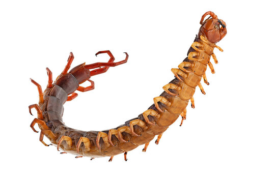 「Miriapod」の画像 - 2,712 件の Stock 写真、ベクターおよびビデオ | Adobe Stock