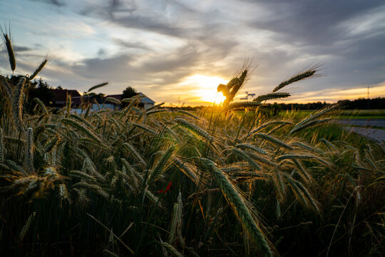 Roggenfeld bilder – Bläddra bland 1,613 stockfoton, vektorer och videor ...