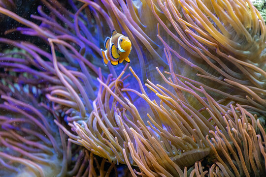 「Cnidoblast」の画像 - 624 件の Stock 写真、ベクターおよびビデオ | Adobe Stock