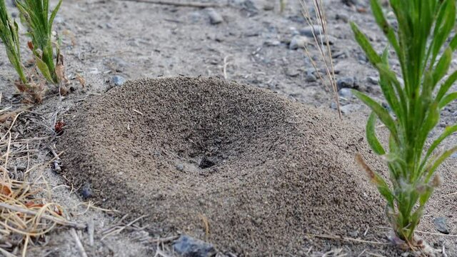 "Ant Hills" Images – Browse 28,389 Stock Photos, Vectors, and Video ...