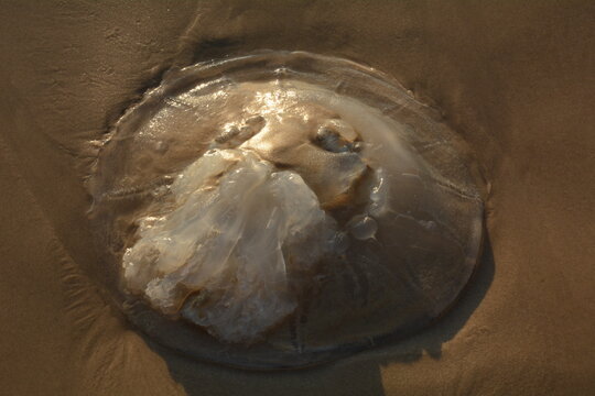 รูปภาพCnidoblast – เลือกดูภาพถ่ายสต็อก เวกเตอร์ และวิดีโอ1,182 | Adobe ...