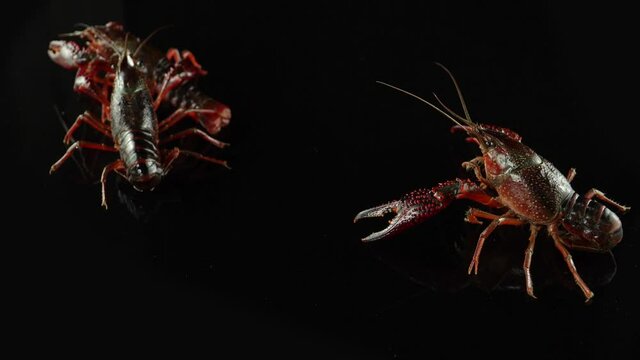 Black Crayfish Images – Browse 13,494 Stock Photos, Vectors, and Video ...