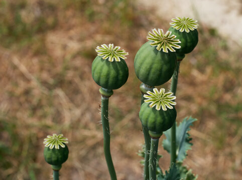 "Poppy Head" Bilder – Durchsuchen 1,825 Archivfotos, Vektorgrafiken und ...