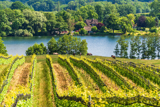 「Grebin」の写真素材 | 26件の無料イラスト画像 | Adobe Stock