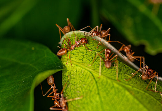 Angehen Bilder – Durchsuchen 19,208 Archivfotos, Vektorgrafiken und ...