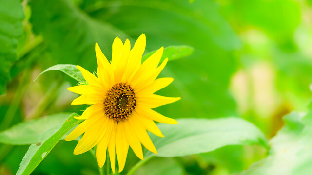 「ヒグルマ」の画像 - 337 件の Stock 写真、ベクターおよびビデオ | Adobe Stock