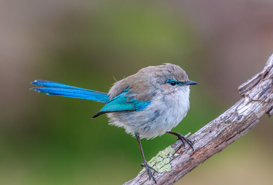 Blue Fairy Wren Images – Browse 1,387 Stock Photos, Vectors, and Video ...