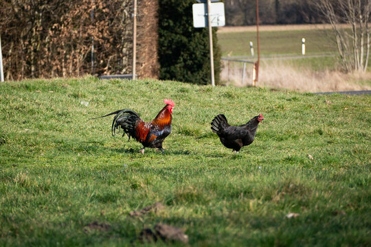 รูปภาพAustralorp – เลือกดูภาพถ่ายสต็อก เวกเตอร์ และวิดีโอ594 | Adobe Stock