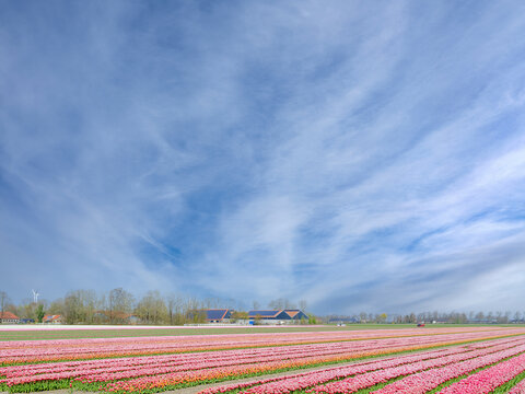 รูปภาพTulpenveld – เลือกดูภาพถ่ายสต็อก เวกเตอร์ และวิดีโอ79 | Adobe Stock