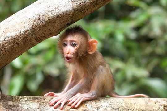 Simiiformes Bilder – Durchsuchen 38,666 Archivfotos, Vektorgrafiken und ...