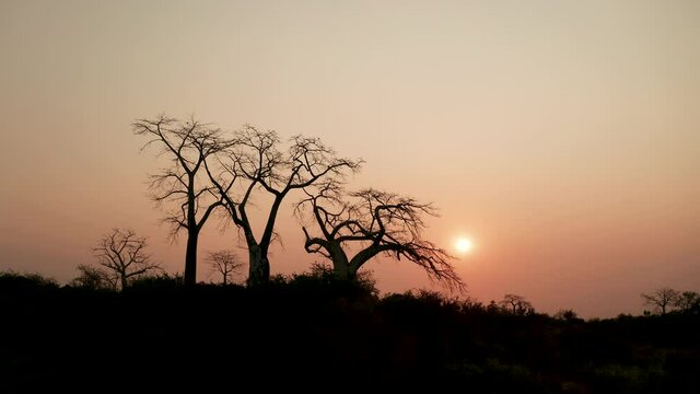 Embondeiro-Bilder: Stock-Fotos & -Videos. | Adobe Stock