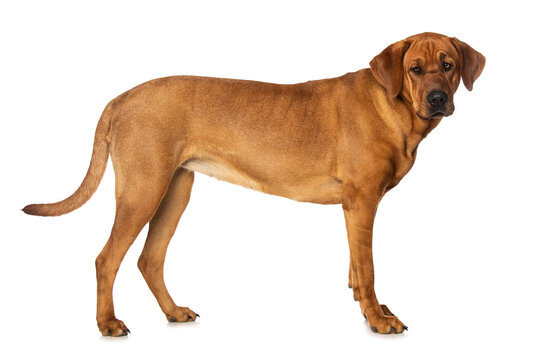 Broholmer 이미지 – 찾아보기 219 스톡 사진, 벡터 및 비디오 | Adobe Stock