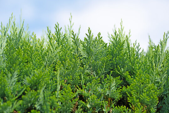 Coniferales Bilder – Durchsuchen 15,886 Archivfotos, Vektorgrafiken und ...