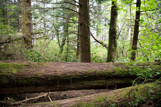 Examples Of Natural Ecosystems