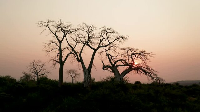 Embondeiro-Bilder: Stock-Fotos & -Videos. | Adobe Stock
