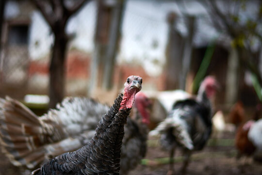 Pultry Images – Browse 31 Stock Photos, Vectors, and Video | Adobe Stock