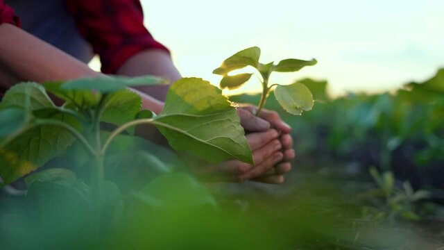 "Hands Unity" Images – Browse 44 Stock Photos, Vectors, and Video ...