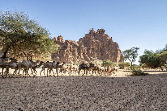 รูปภาพGuelta – เลือกดูภาพถ่ายสต็อก เวกเตอร์ และวิดีโอ232 | Adobe Stock