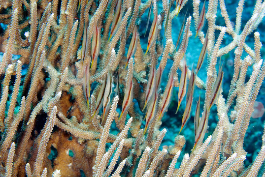 "Razor Fish" Images – Browse 178 Stock Photos, Vectors, and Video ...