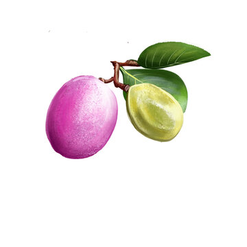 Imágenes de Icaco: descubre bancos de fotos, ilustraciones, vectores y ...