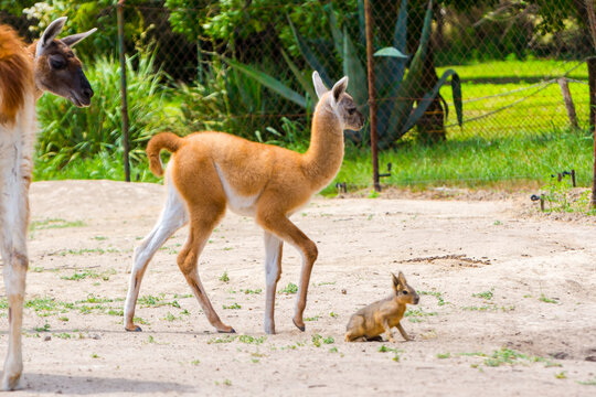 รูปภาพGuanaco – เลือกดูภาพถ่ายสต็อก เวกเตอร์ และวิดีโอ14,653 | Adobe Stock