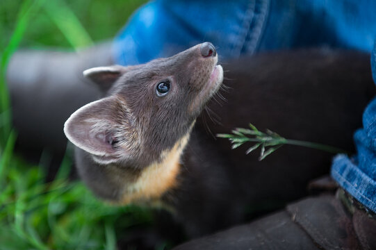Pine Marten Teeth