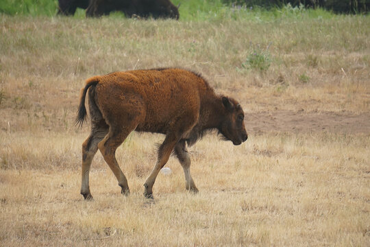 รูปภาพTatanka – เลือกดูภาพถ่ายสต็อก เวกเตอร์ และวิดีโอ430 | Adobe Stock