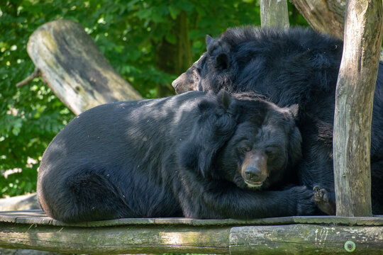 รูปภาพ"Moon Bear" – เลือกดูภาพถ่ายสต็อก เวกเตอร์ และวิดีโอ24,383 ...