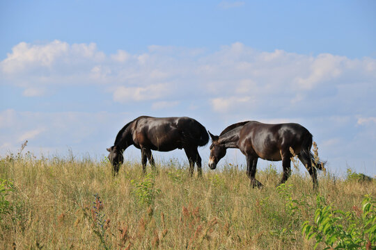 「Maultiere」の画像 - 93 件の Stock 写真、ベクターおよびビデオ | Adobe Stock