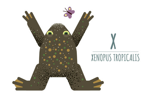 「Xenopus」の画像 - 195 件の Stock 写真、ベクターおよびビデオ | Adobe Stock