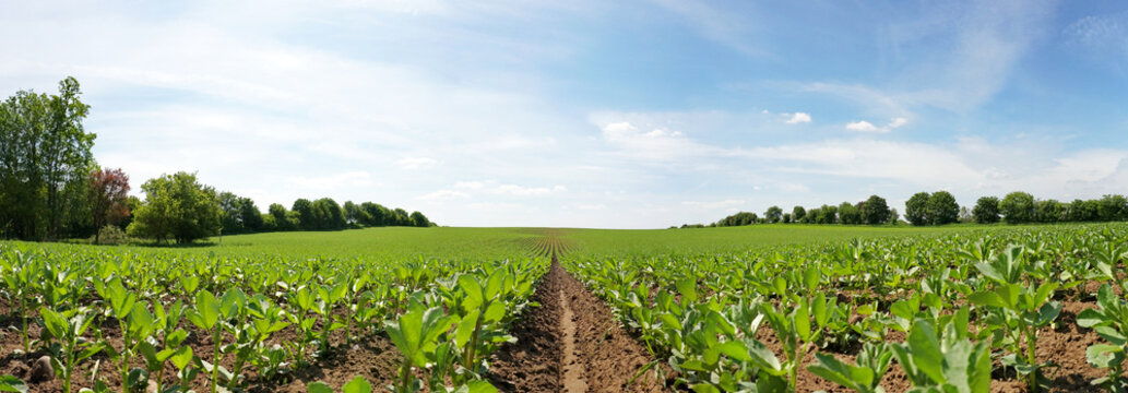 Saubohne bilder – Bläddra bland 192 stockfoton, vektorer och videor ...